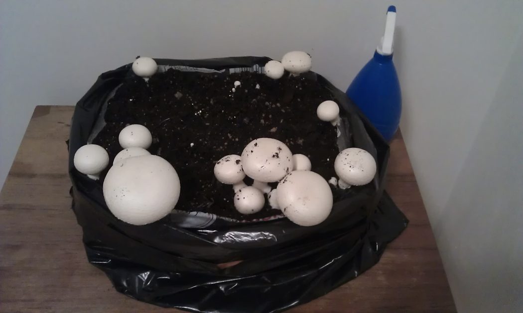 Home-grown champignons? You need to select mycelium carefully