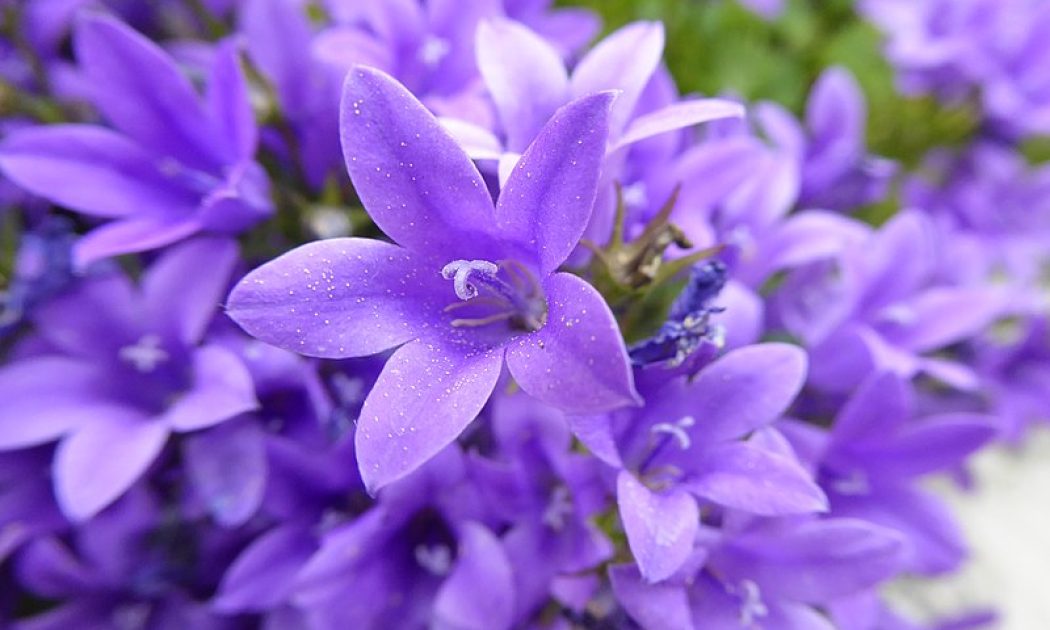 Growing bell flowers (campanula) is easy and you can choose from many ...