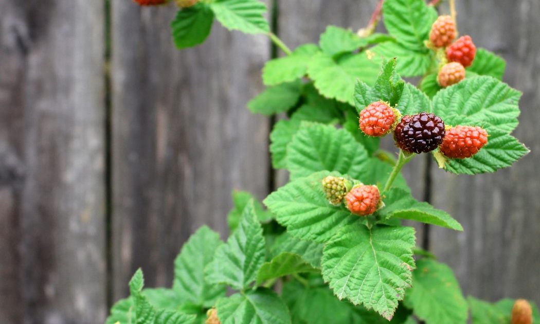 How to grow loganberry - Rubus loganobaccus