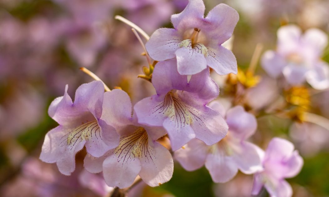 Princess tree – the most beautiful tree in the world