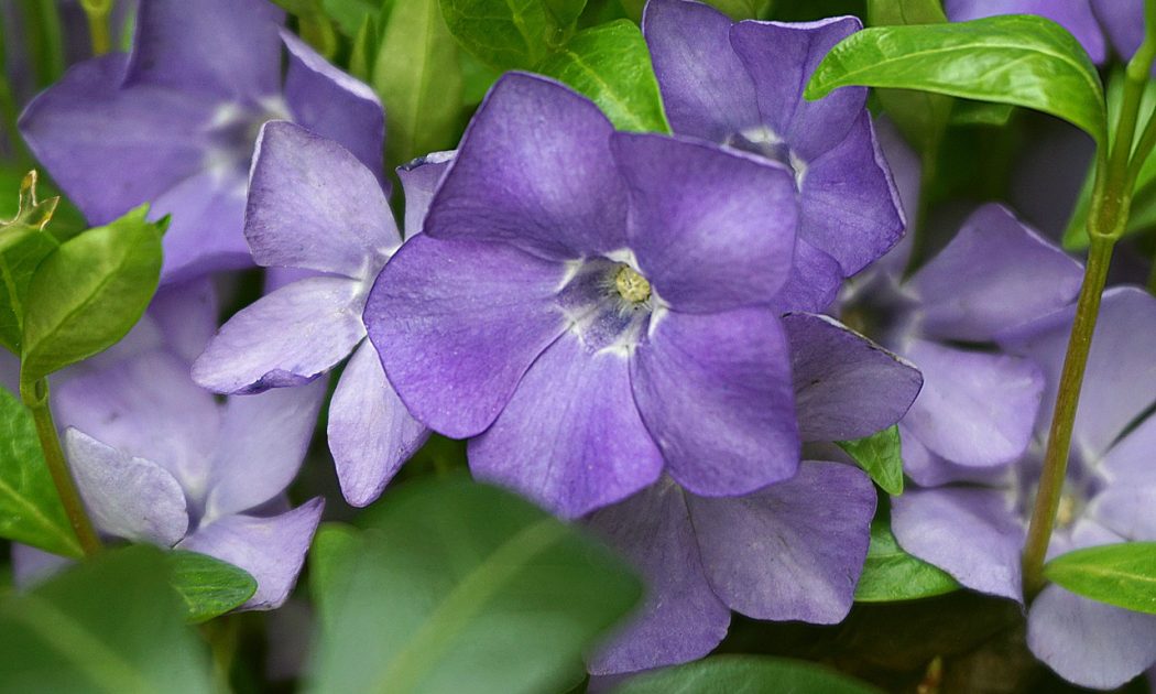 Growing periwinkle step by step