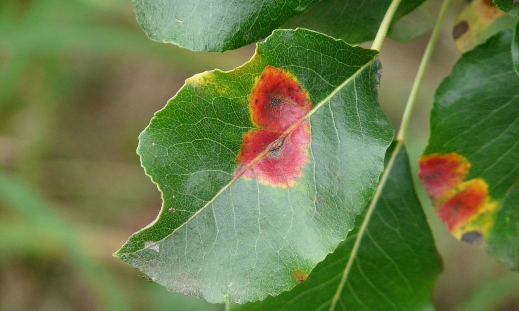 How to get rid of rusty spots on leaves