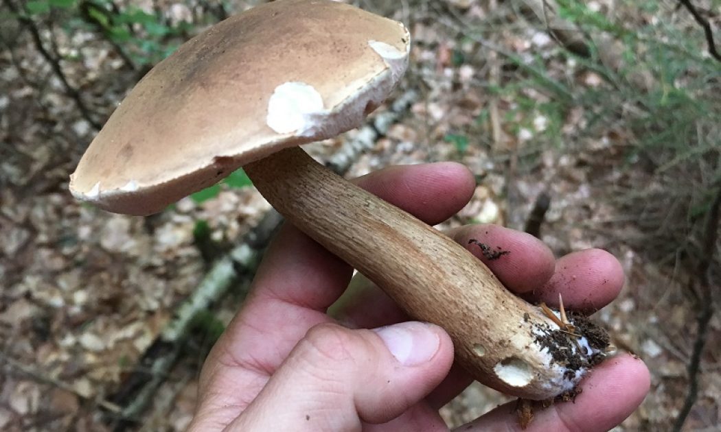 Bitter bolete – almost identical to the popular porcini mushroom