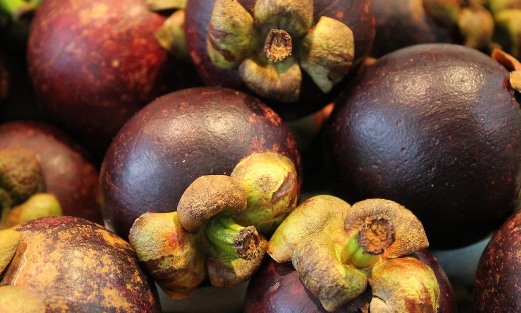 One mangosteen tree will give you up to thousand fruits per season