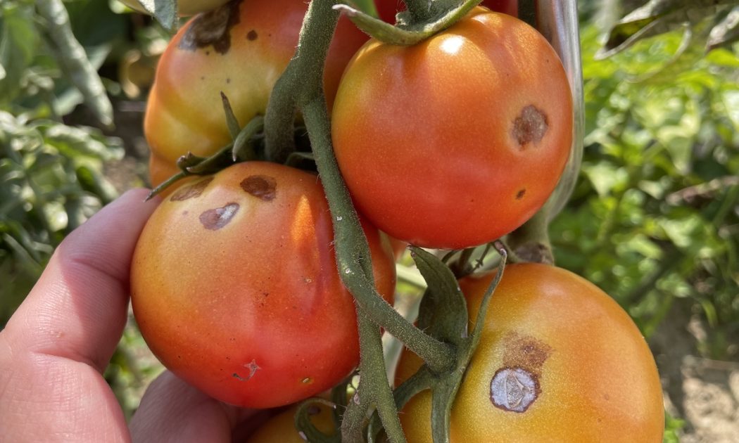 How to slow down the spread of tomato mould