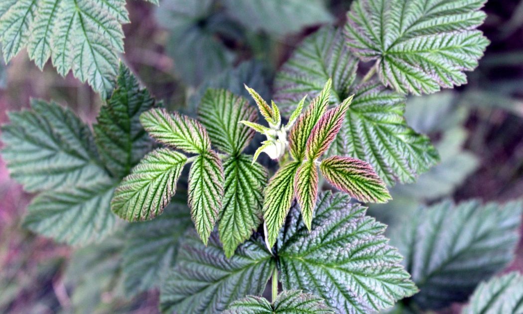Dry raspberry leaves now. They will come handy in winter