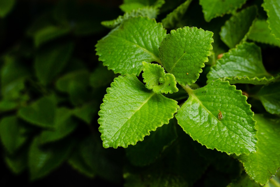 Spur-flower – an undemanding plant for everyone