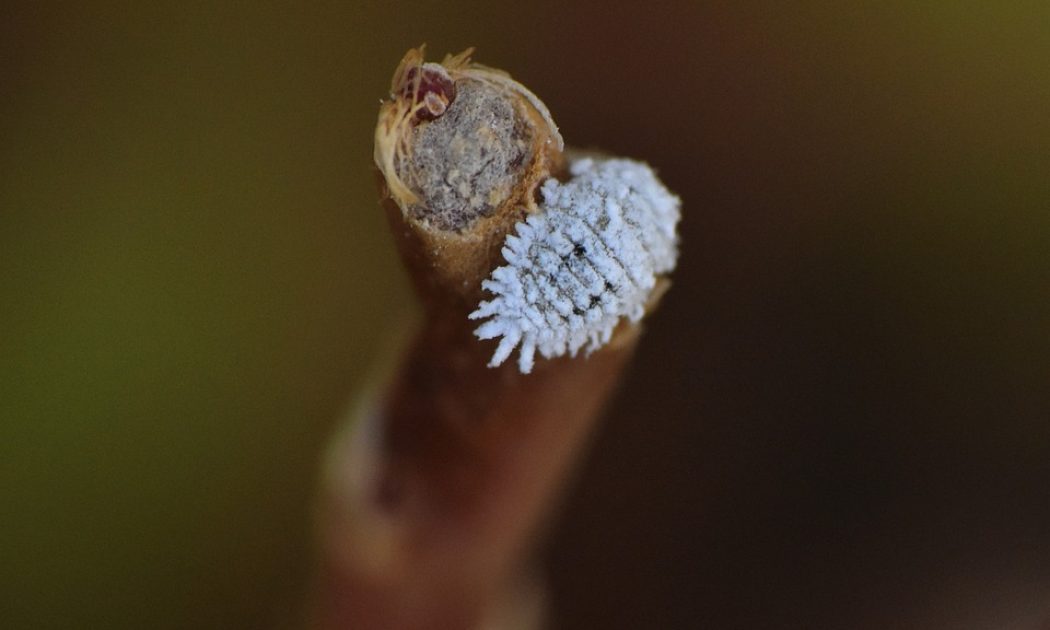 Worms destroying your indoor flowers and plants? Get rid of them once ...