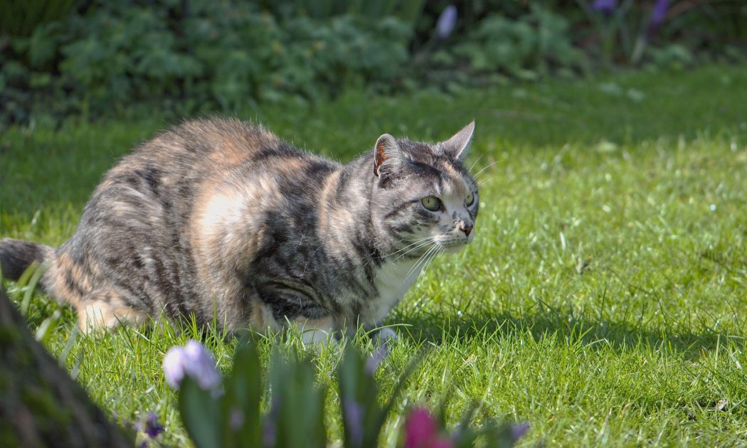 Even cute cats can cause harm