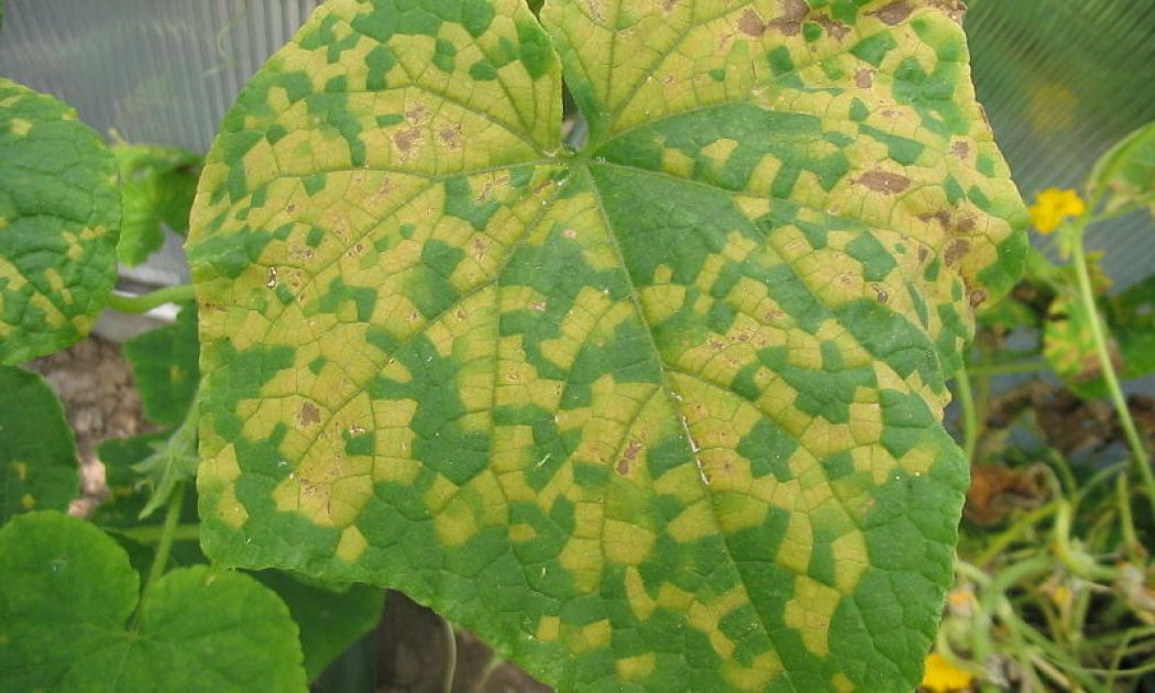 How to read discoloration of leaves