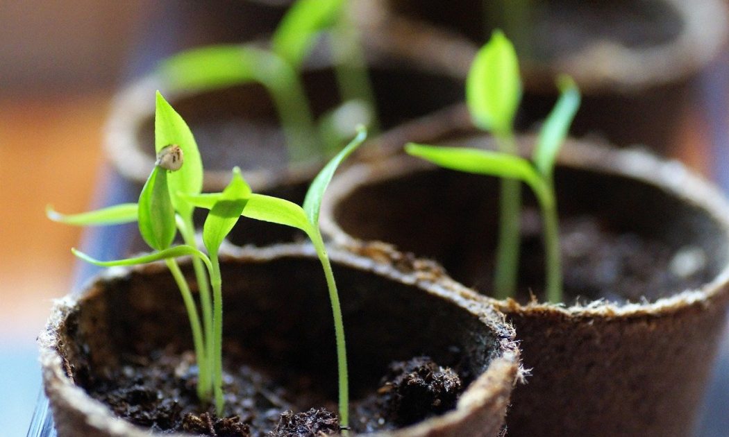 How to provide sufficient light for better growth