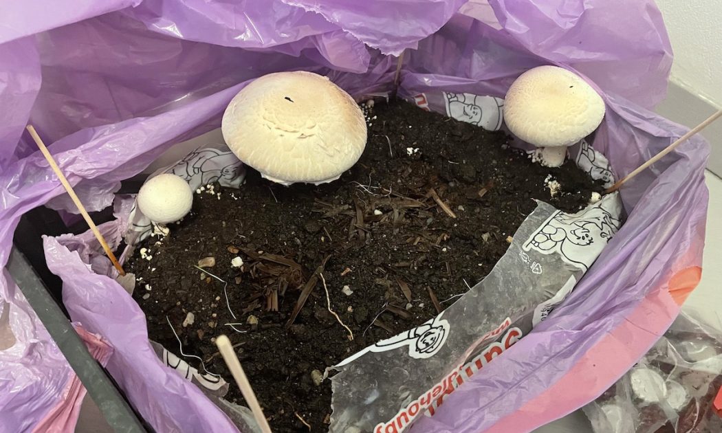 Problems growing champignons at home?