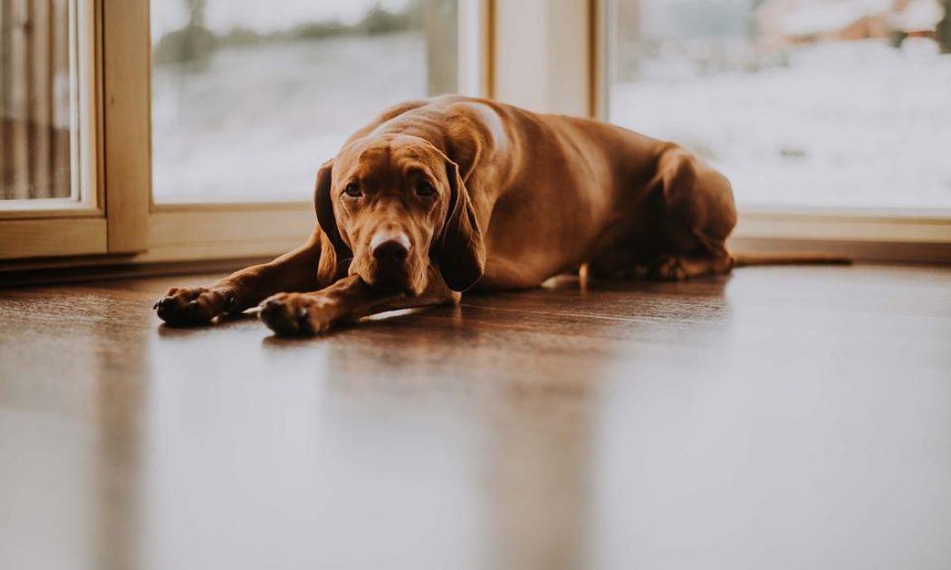 Does your dog reject food and water? You may face a serious problem