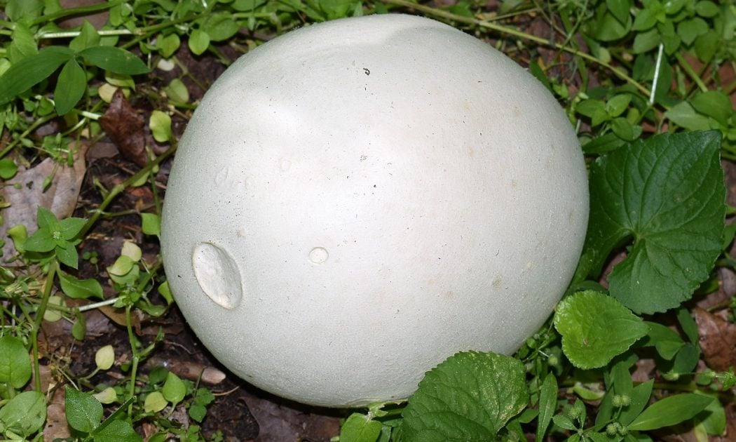 The common puffball tastes great! Easy way to tell whether puffball is ...